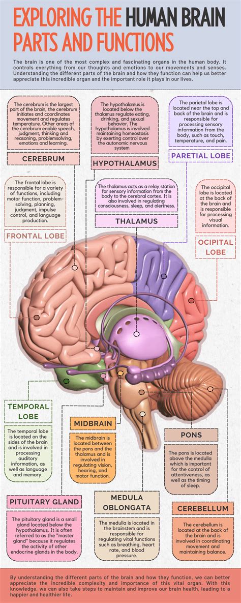 Parts Of Brain And Functions Game Infoupdate Org