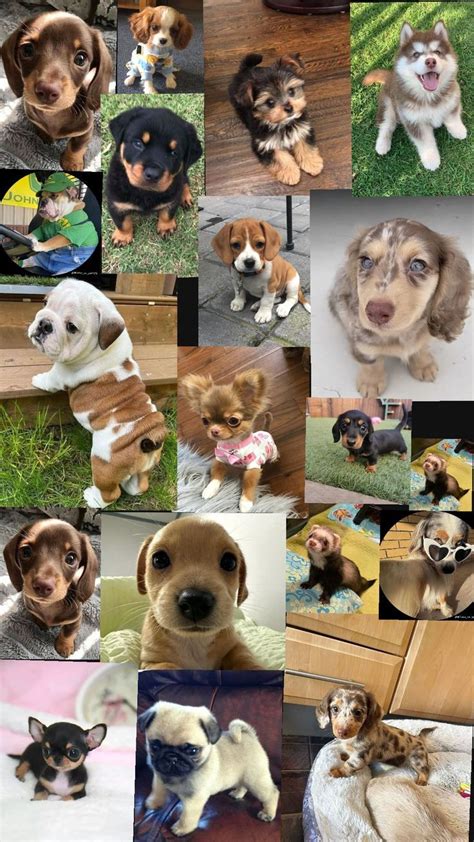 Perros Razas De Perros Chiquitos Mascotas Bonitas Años De Perro