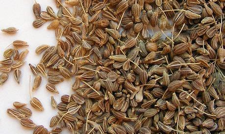 Pimpinella Plant Growing And Care Guide For Gardeners