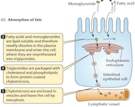 Digestion And Absorption Digesti Flashcards Quizlet