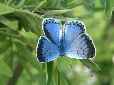 信州生物多様性ネットきずな 安曇野のオオルリシジミ保全活動