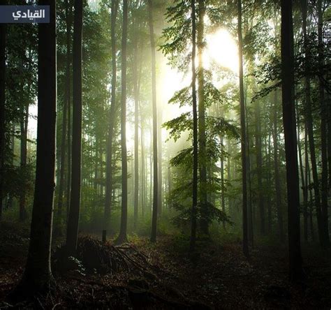 صور الغابات السوداء في ألمانيا Forest Photography Forest Wallpaper