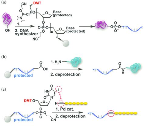 Coupling Reactions That Can Be Used To Prepare Dna Block Copolymers On Download Scientific