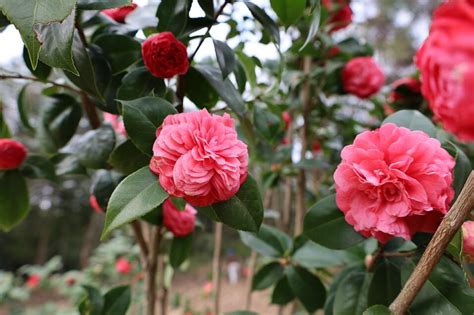 茶花园介绍