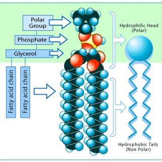 A Glycophospholipid The Basic Component Of Cell Membranes From 77