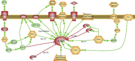 Figure 1 From Eview Src And Its Role In Cystic Fibrosis Aría Semantic