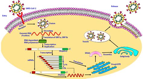 Pictorial Representation Of Viral Host Interaction And Replication Of Download Scientific