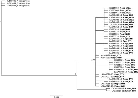 Bayesian Phylogenetic Tree Based On 23 Coi Sequences Obtained In The