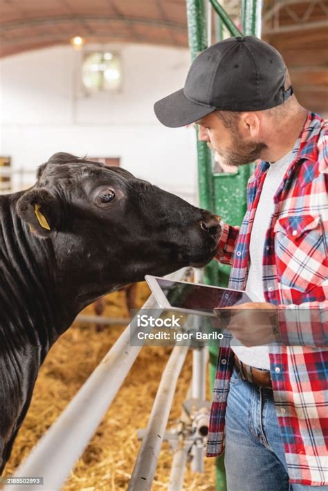 디지털 태블릿을 가진 농부가 가축 농장에서 소를 육안으로 검사하고 있습니다 35 39세에 대한 스톡 사진 및 기타 이미지 35 39세 검사자 남성 Istock