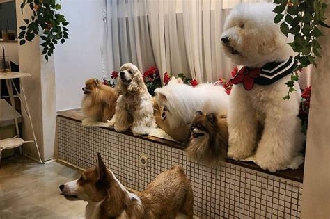 “댕댕이 러버들 여기 여기 모여라~ ” 이색 데이트로 딱인 서울 강아지 카페 추천 인포매틱스뷰 세상모든여행정보