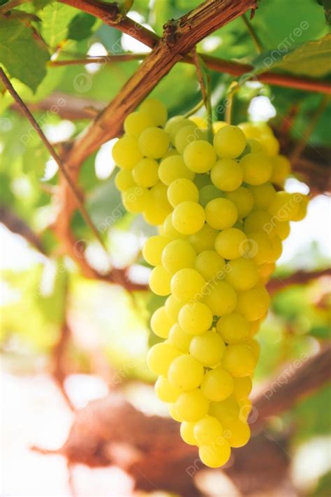 복고풍 필터 효과가 있는 마당의 포도 덩굴 사진 배경 및 무료 다운로드를위한 그림 Pngtree