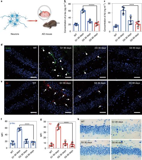 In Vivo AD Therapy Through CPL Accelerated NSCs A Schematic Of In Vivo