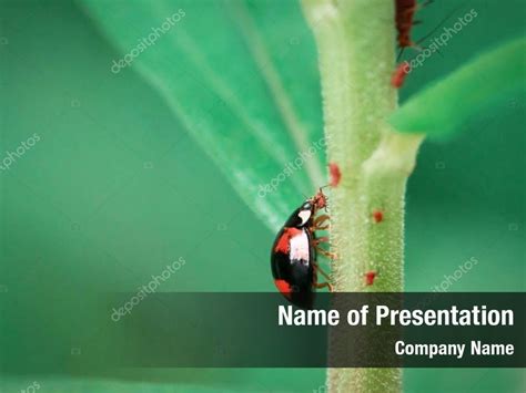Preying Ladybug That Aphids Powerpoint Template Preying Ladybug That
