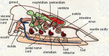Chiton Diagram Wiring Diagram Pictures