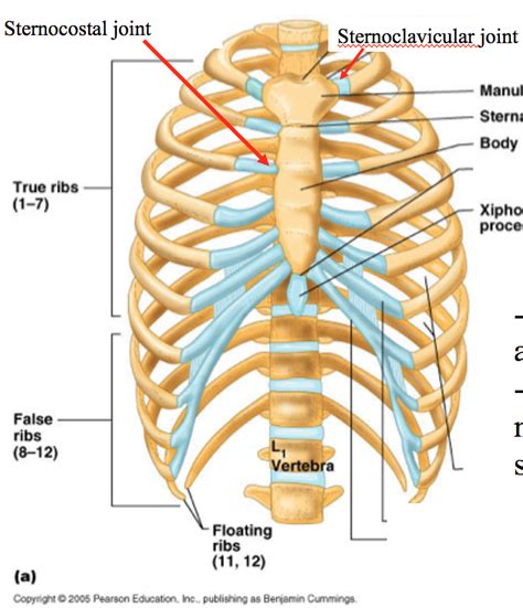 Axial Skeleton Flashcards By Proprofs