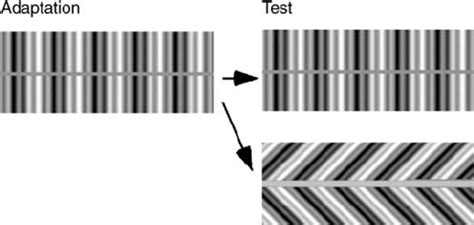 Stimulus Of Experiment 2 Test Stimulus Was Either Vertical 0 Or