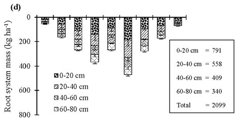 Sugarcane Root System Dry Mass Kg Ha −1 At The Sampled Points In The