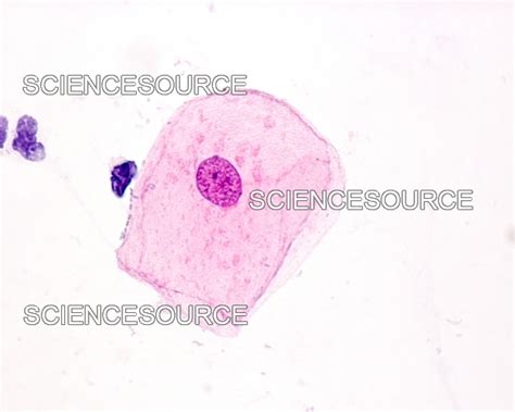 Squamous Cell Light Micrograph Stock Image Science Source Images