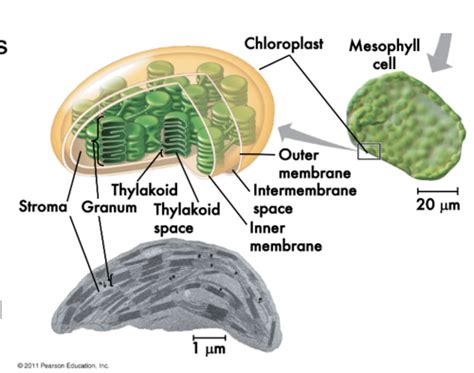 Biology Unit 2 Exam Chapter 10 Flashcards Quizlet
