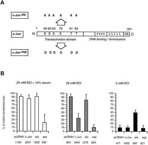 Phosphorylation Of C Jun Is Necessary For Apoptosis Induced By Survival