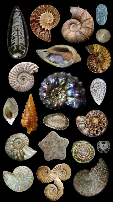 Fossils Ammonite Fossil In 2025 Fossil Art Lets Make Art Patterns In Nature
