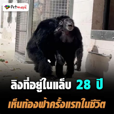 เพชรมายา วานิลลา ลิงชิมแปนซีเพศเมียวัย 28 ปี