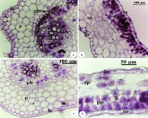 Anatomical Features Of Stressed And Unstressed Soybean Leaf A And Download Scientific Diagram