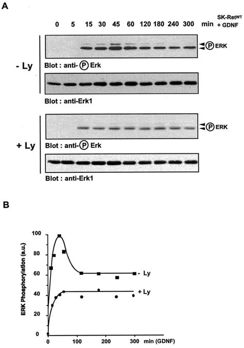 Pi3k Dependent Activation Of Erk Pathway In Gdnf Stimulated Sk Ret Wt Download Scientific