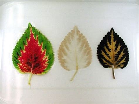 Testing A Leaf For Starch