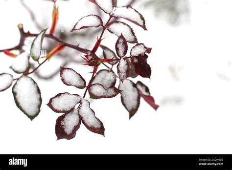 Snow White Winter In The Winter Garden Frost On Tree Branches Stock Photo Alamy