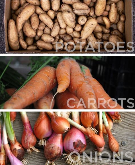 49 Best Edible Root Vegetables Images On Pinterest Root Vegetables