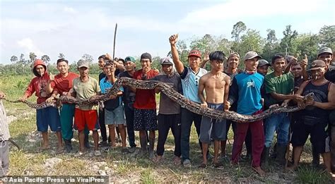 Horrified Husband Finds His Lifeless Wife Half EATEN By A Ft Python Daily Mail Online