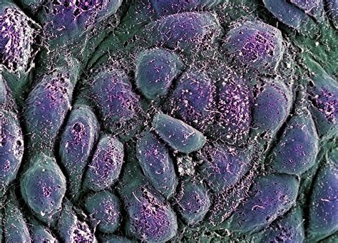 Embryonic Stem Cells Sem Stock Image G442 0236 Science Photo Library