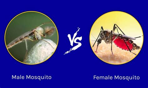 Male Mosquito