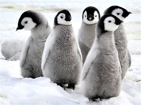 Emperor Penguin Chick Hatching
