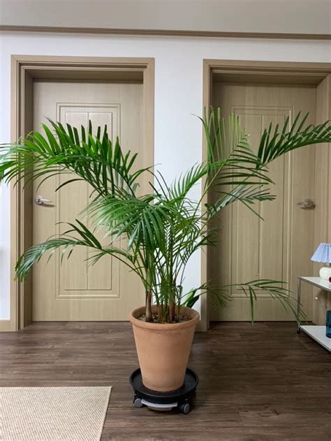 아레카 야자 판매합니다 당근마켓 중고거래