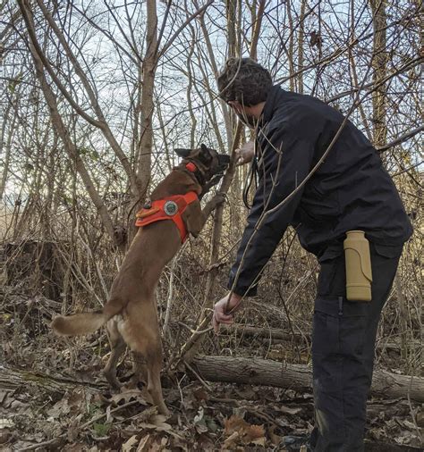 How To Improve Invasive Python Removal The Wildlife Society