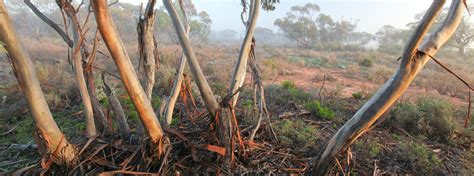 Partners In Conservation Eight Years In NSW National Parks