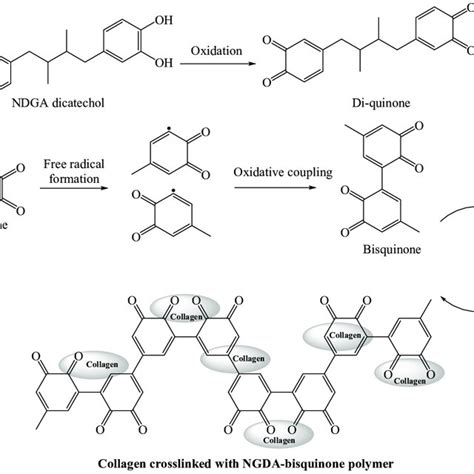 Reactions Showing 1 4 Butanediol Diglycidyl Bddge Ether Mediated Download Scientific Diagram