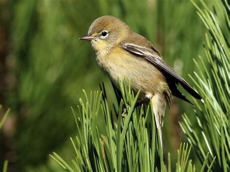 Pine Warbler