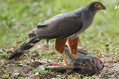 Discover Different Species And Types Of Birds Of Prey Their Habits And