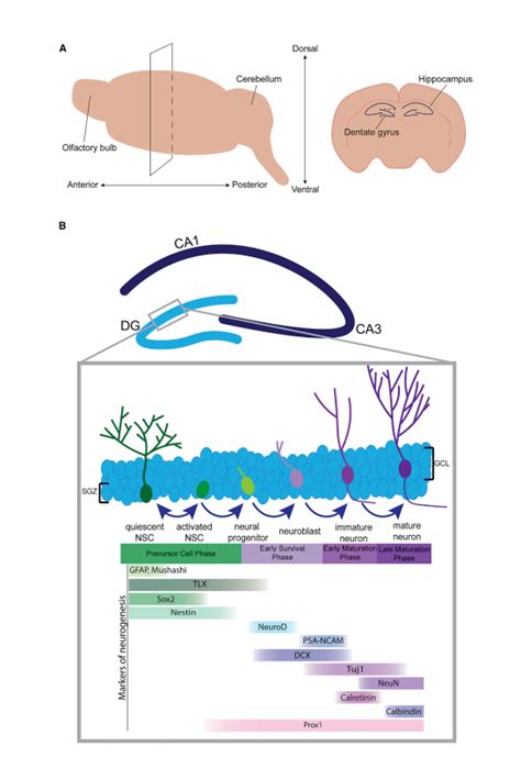 Adult Hippocampal Neurogenesis In Aging And Alzheimers Disease Part 1 Anti Alzheimers