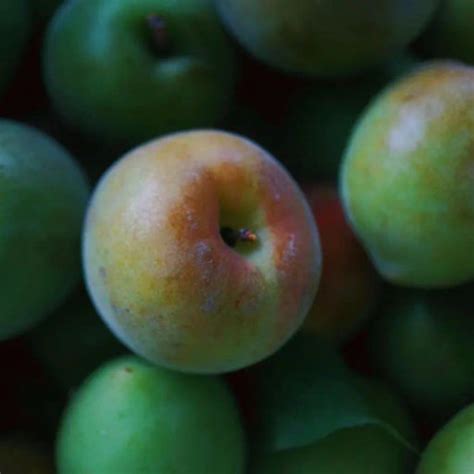 Wenjun Xu Master Of Research Peking University Beijing Pku Research Profile