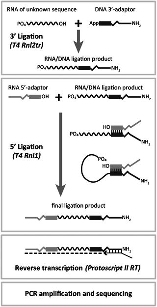 Bias In Ligation Based Small Rna Sequencing Library Construction Rna