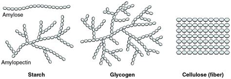 Importance Of Polysaccharides Starch Cellulose And Glycogen