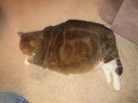 I Can T Believe I Ate The Whole Thing Funny Cat Photos Funny Cats