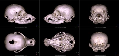 What Does A Pug Skull Look Like University Digitizes Skulls Of 152 Dog