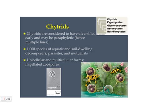 Bio 211 Fungi Lineages Flashcards Quizlet