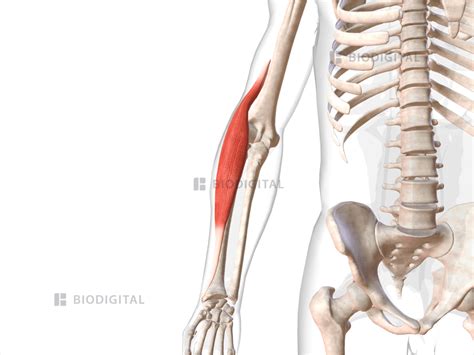 Brachioradialis Ultrasound Exploration Of The Elbow A User Friendly