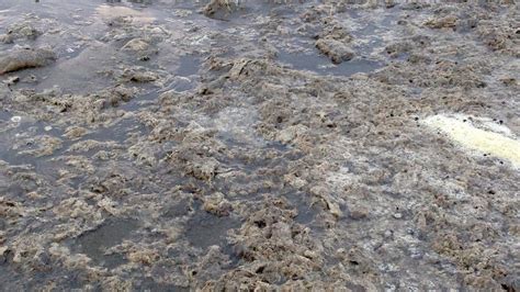 Samples Of Mystery Substance Sent To Lab NZ Herald